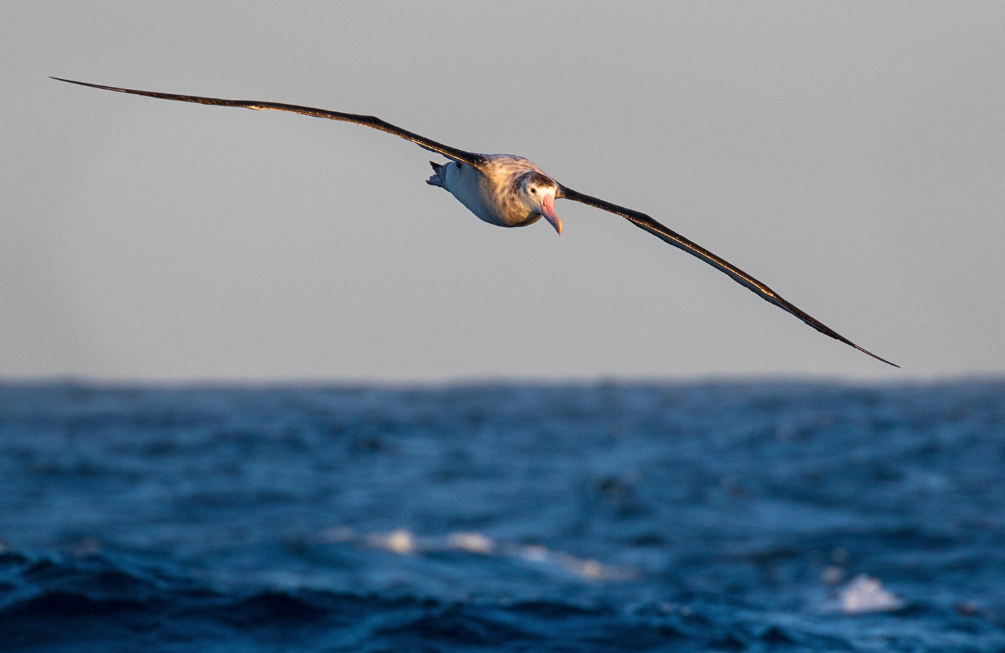 Seabirds: a special part of our seascape