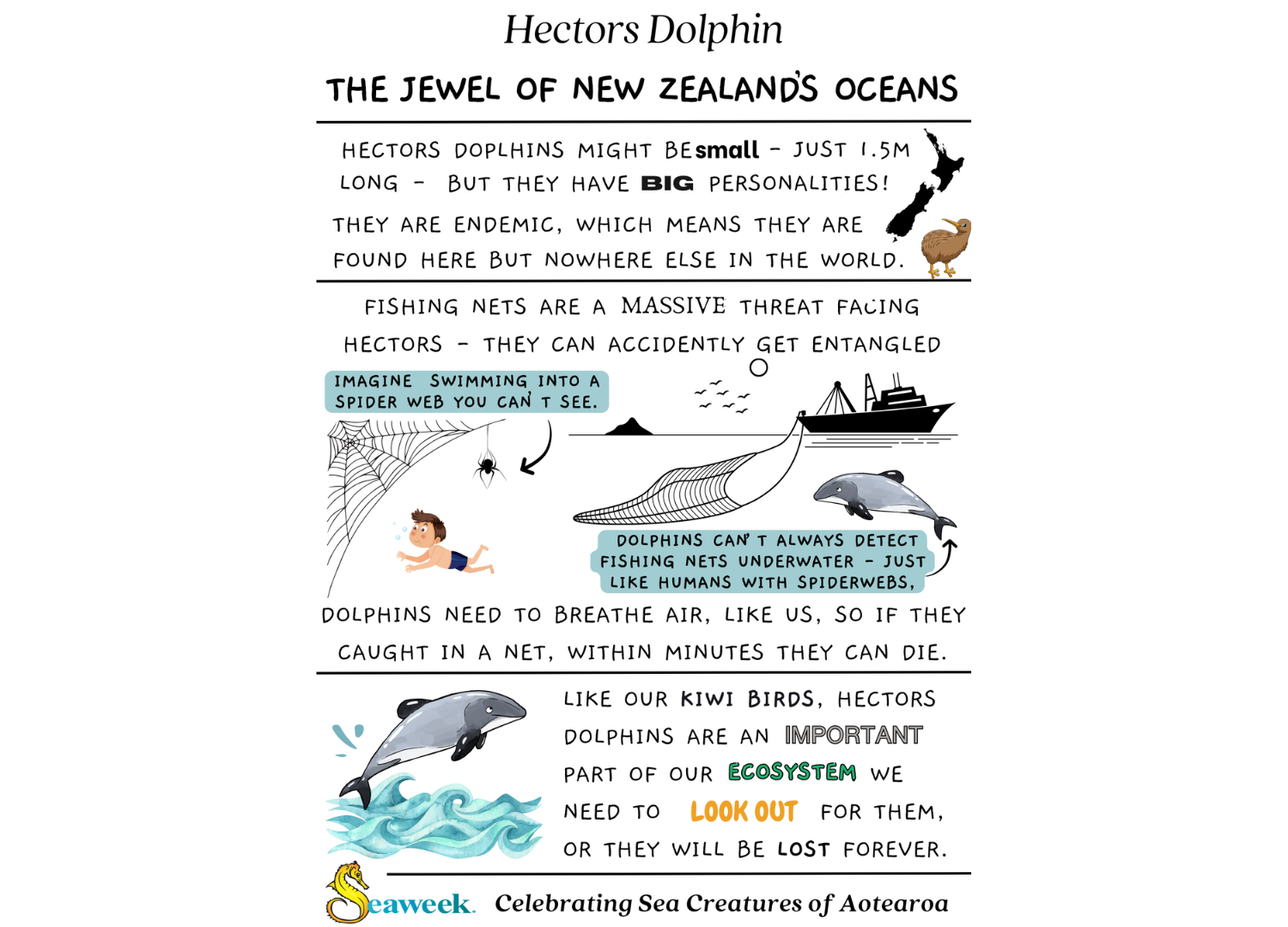 Hectors Dolphin