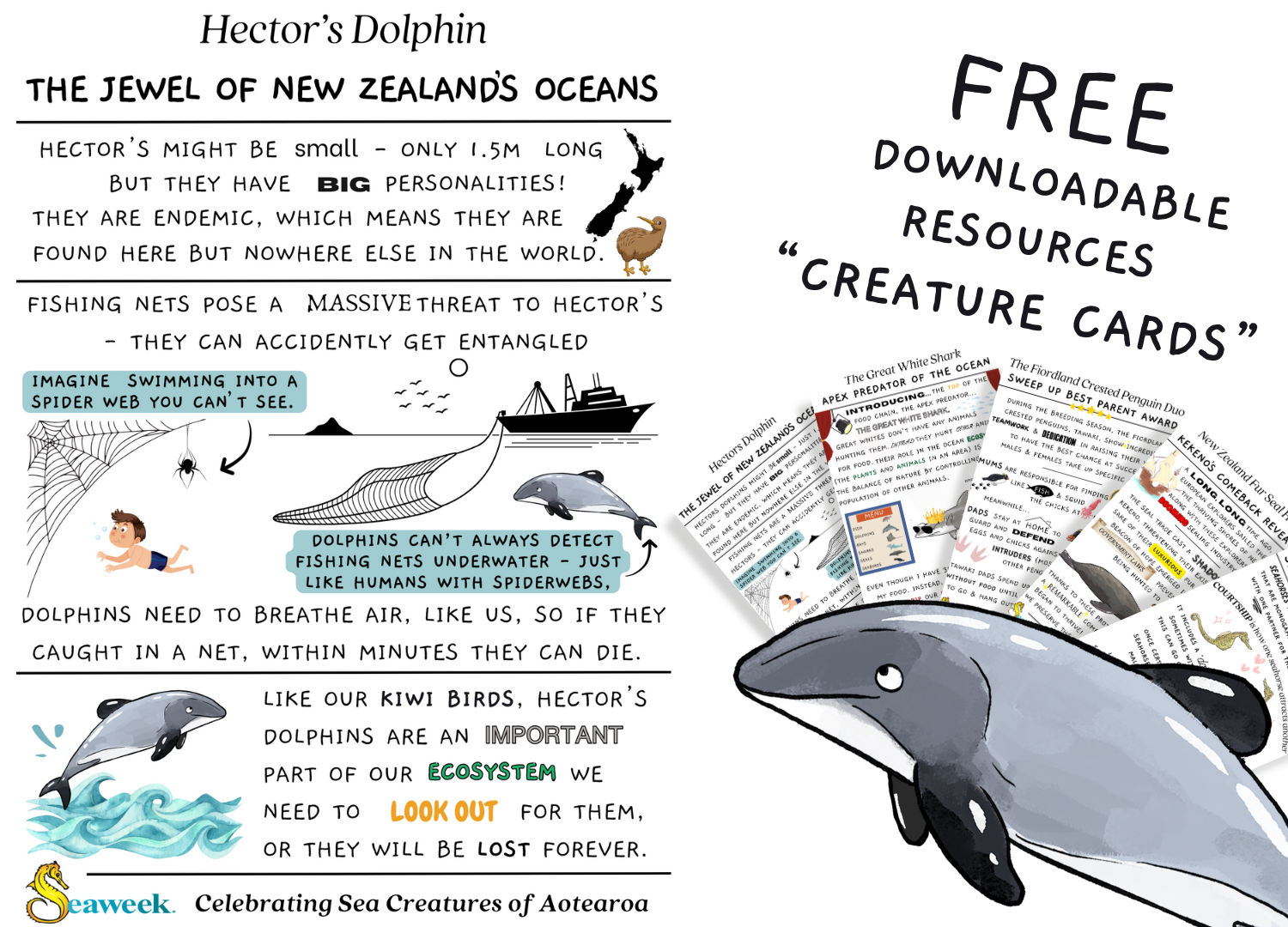 Hector's Dolphin